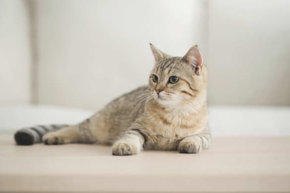 13 Amazing Facts About Grey Tabby Cats (With Pictures & FAQ)