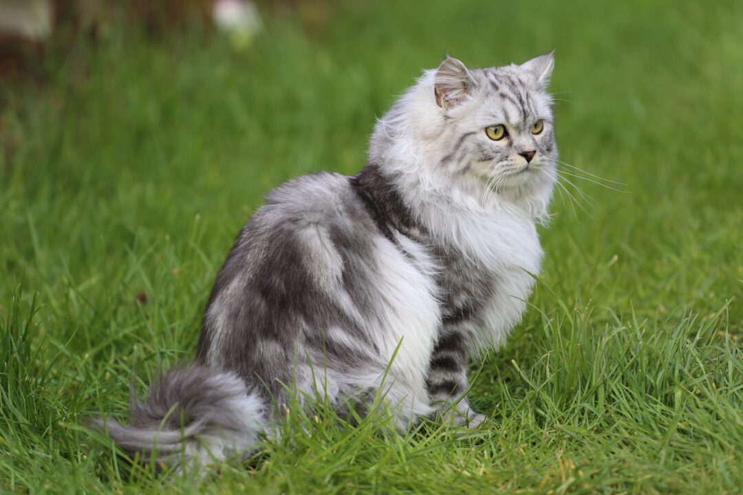 Grey Persian Cat: Info, Genetics, Traits & FAQs (With Pictures)