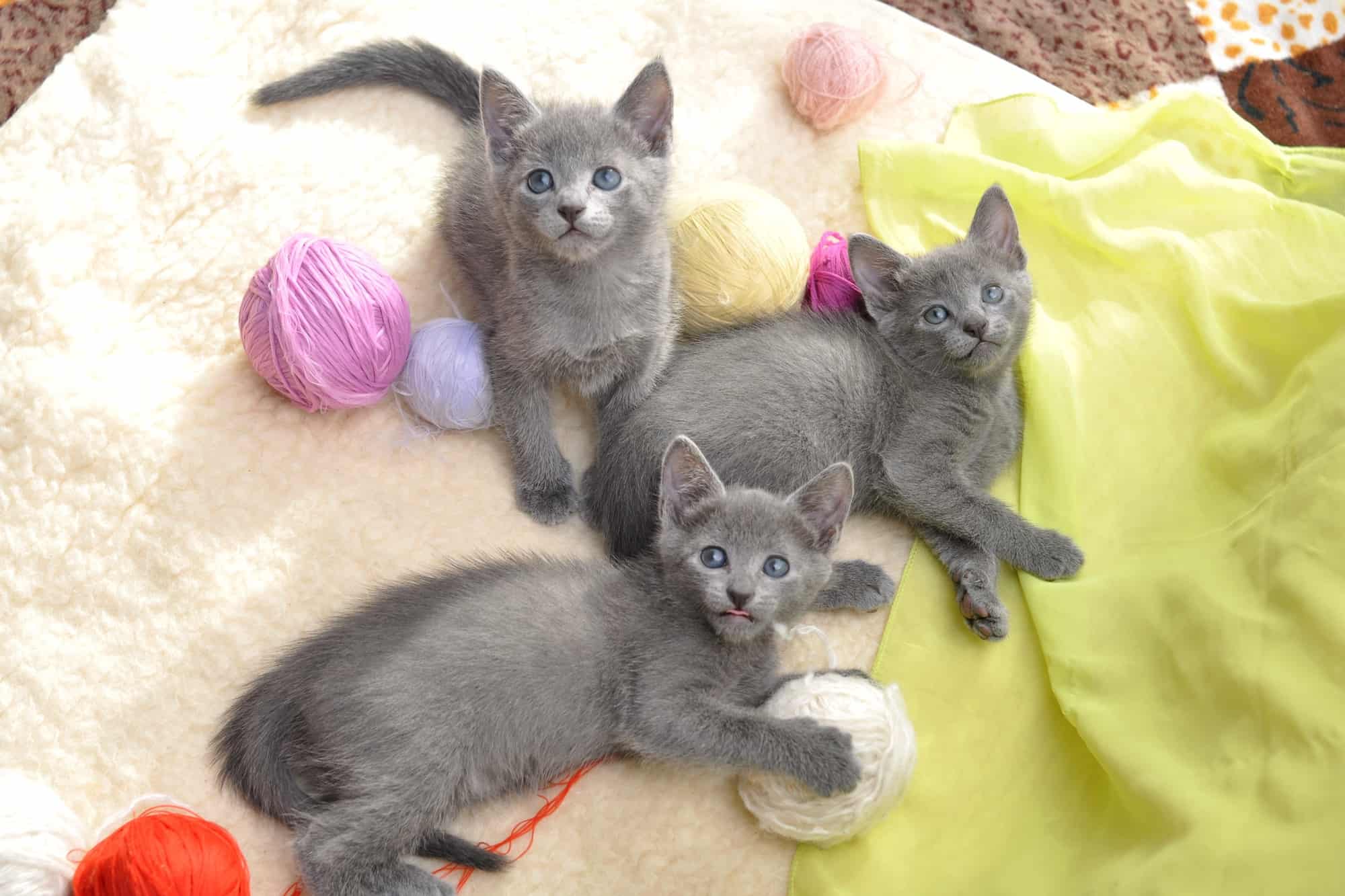 Maltese Cat: Info, Appearance, Facts & Price (With Pictures)