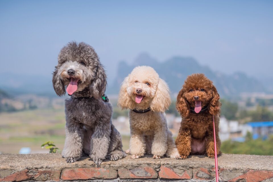 Poodle Lifespan: How Long Do Poodles Live? - Bubbly Pet