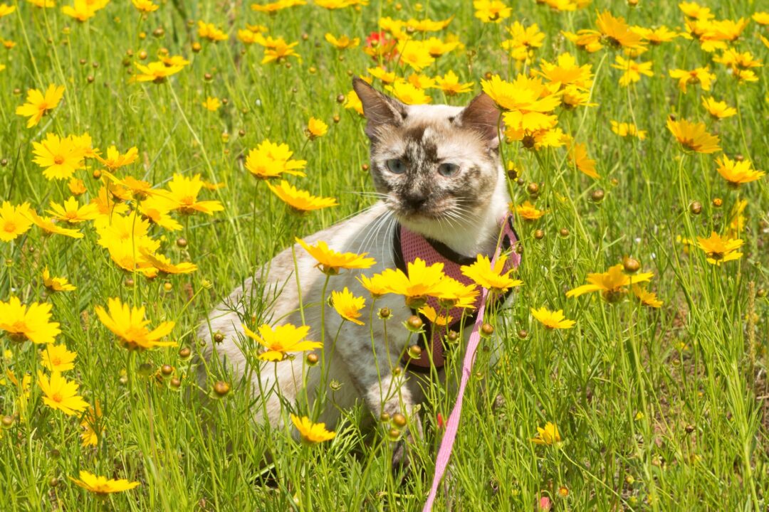 Tortie Point Siamese Cat: Info, Facts, Traits, Pictures & FAQs