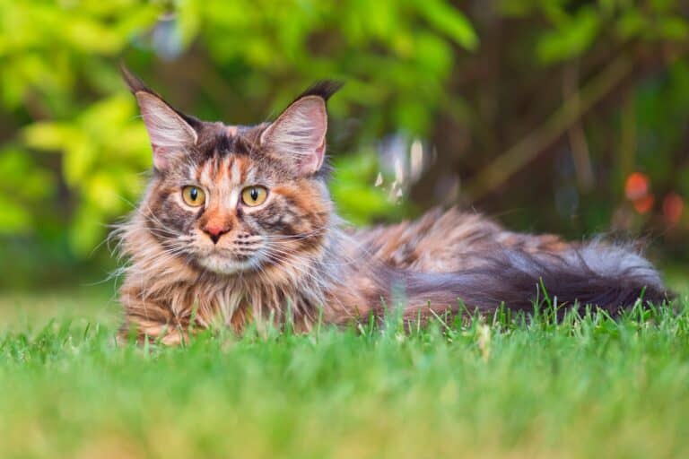Tortoiseshell Maine Coon: Facts, Traits & More (With Pictures)