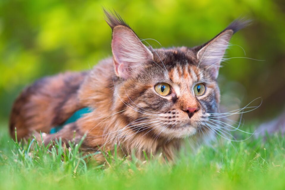 Tortoiseshell Maine Coon: Facts, Traits & More (With Pictures)