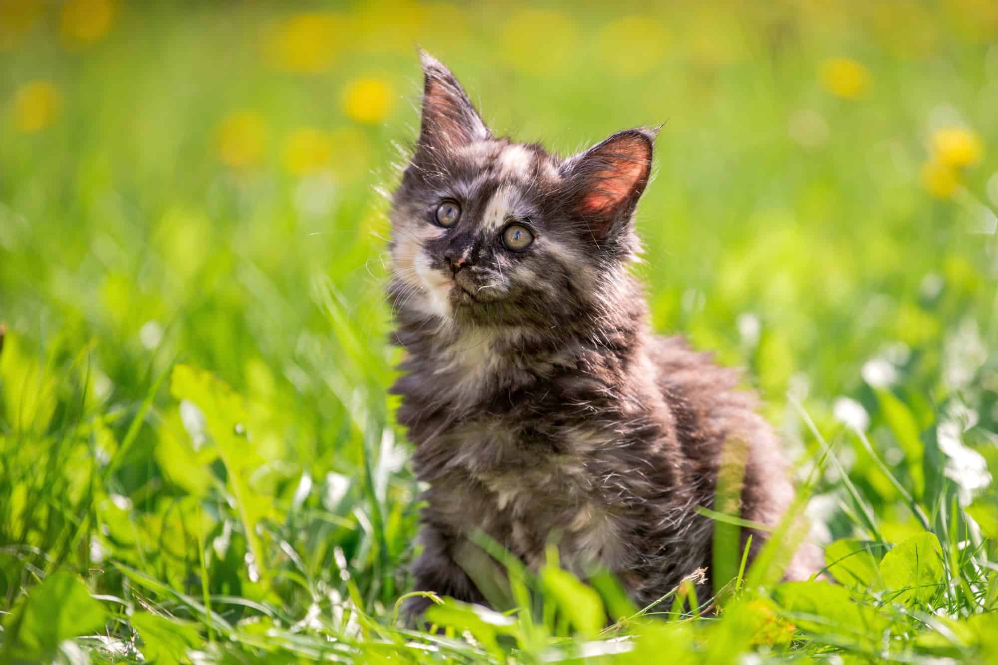Tortoiseshell Maine Coon: Facts, Traits & More (With Pictures)
