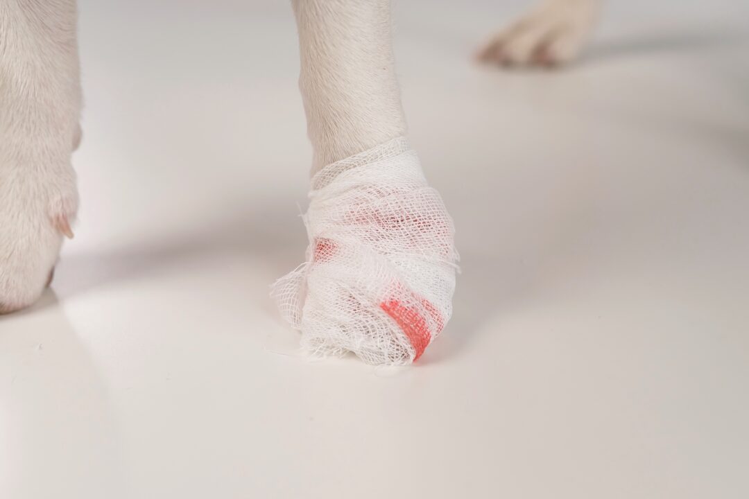 How to Treat a Dog Nail Separated From Quick (8 Easy Steps)