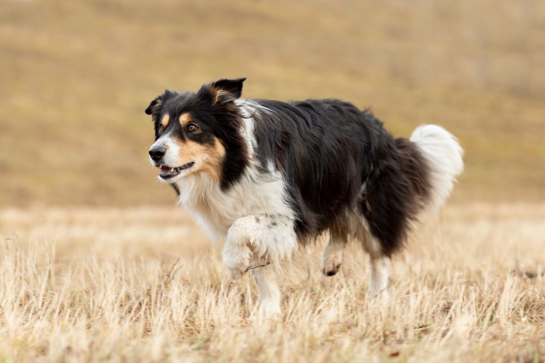 Tri Color Border Collie: Facts, Genetics & FAQs (With Pictures)