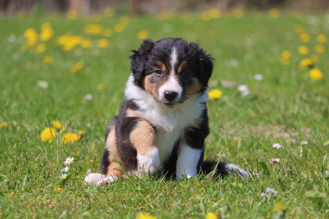 Tri Color Border Collie: Facts, Genetics & FAQs (With Pictures)