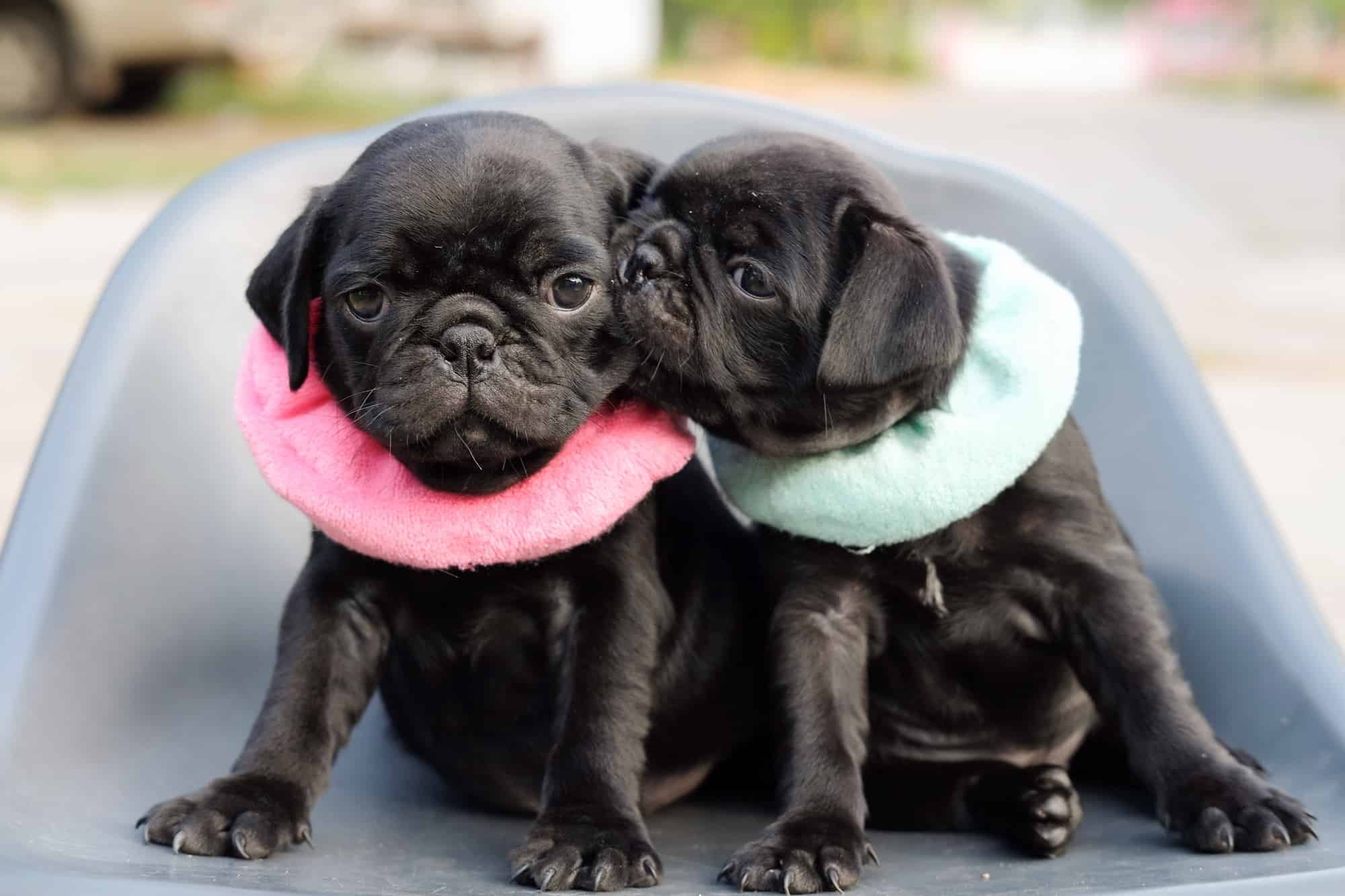 Black Pug: Facts, Genetics, Puppy Price & FAQs (With Pictures)