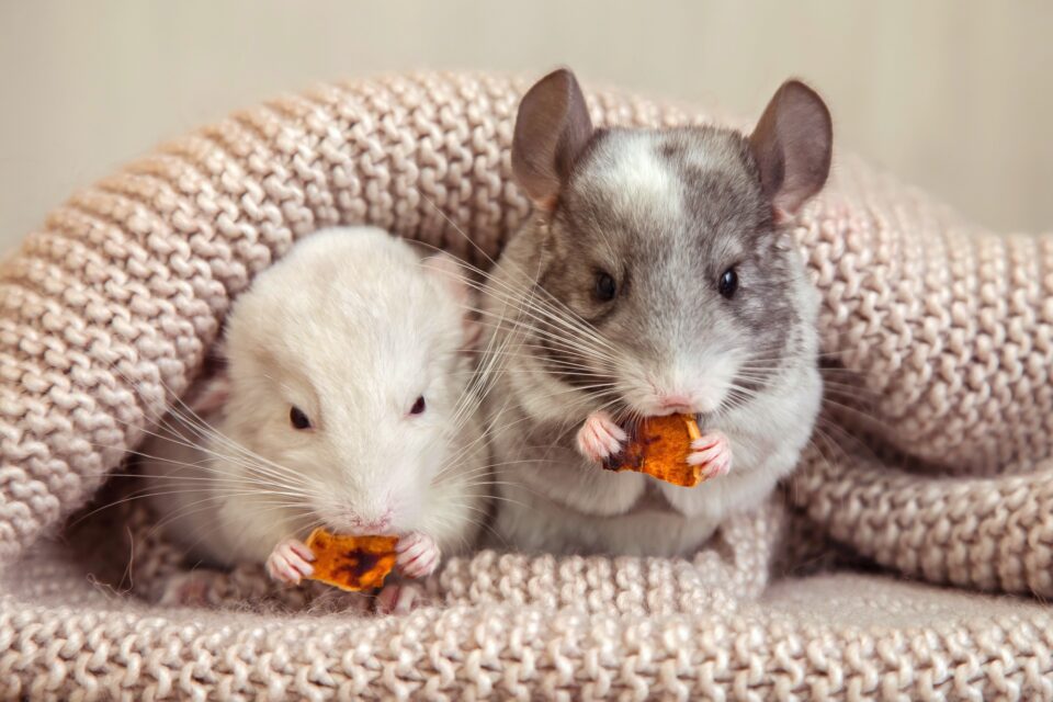 Chinchilla Lifespan: How Long Do Chinchillas Live?