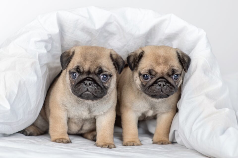 Fawn Pug: Facts, Genetics, Puppy Price & FAQs (With Pictures)