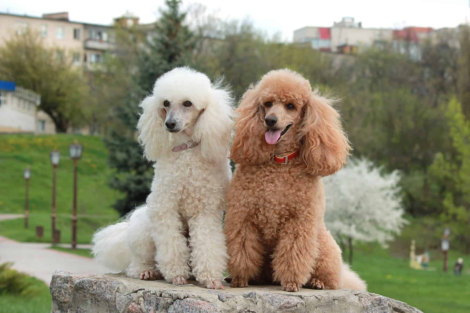 Poodle Lifespan: How Long Do Poodles Live? - Bubbly Pet