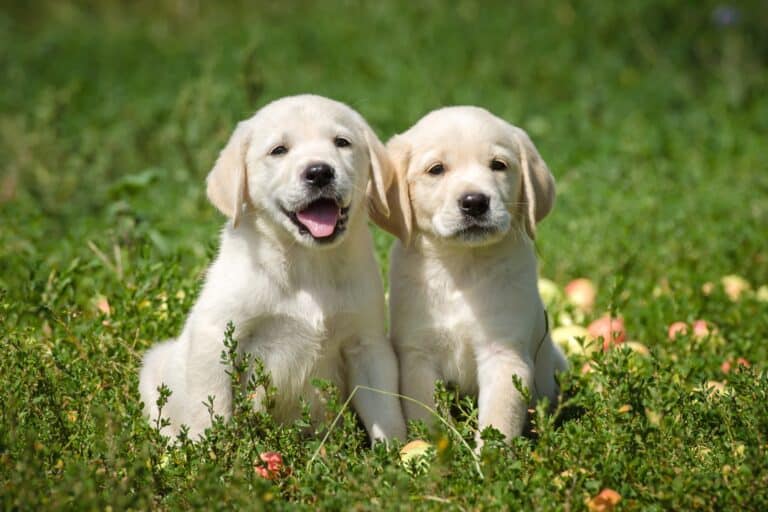 Yellow Lab: Facts, Appearance, History & FAQs (With Pictures)