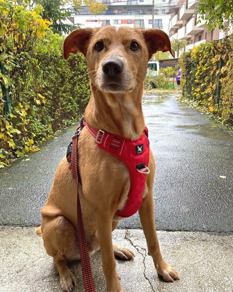 Vizslador (Vizsla Lab Mix) Info, Pictures, Facts, FAQs & More