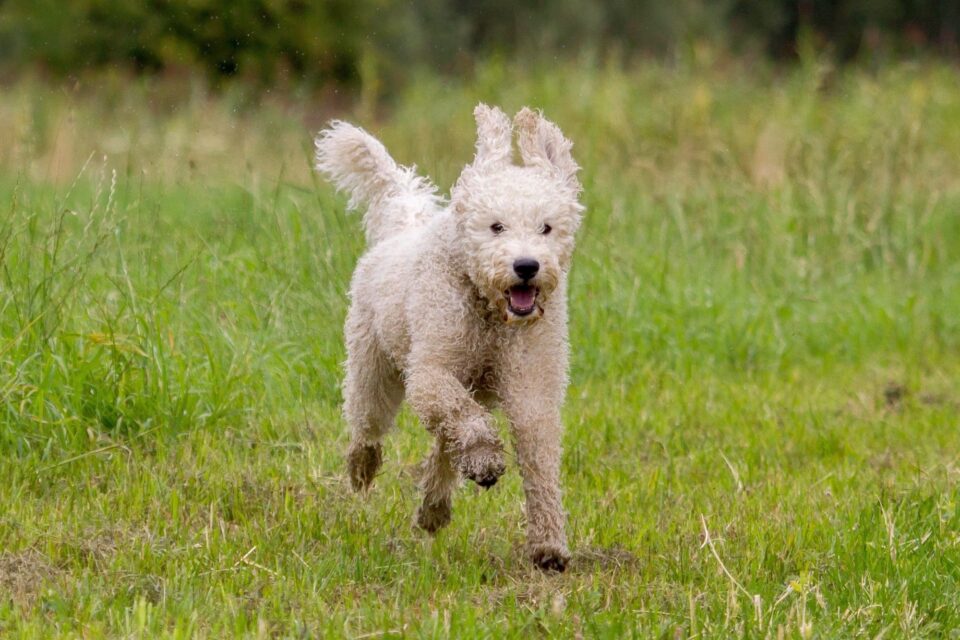 Australian Labradoodle Dog Breed Info, Pictures, Facts & FAQs