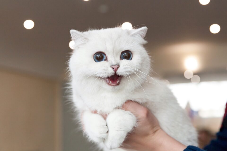 White British Shorthair: Facts, Genetics & Health (With Pictures)