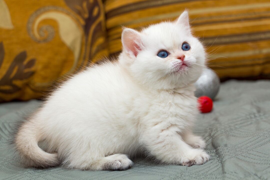 White British Shorthair: Facts, Genetics & Health (With Pictures)