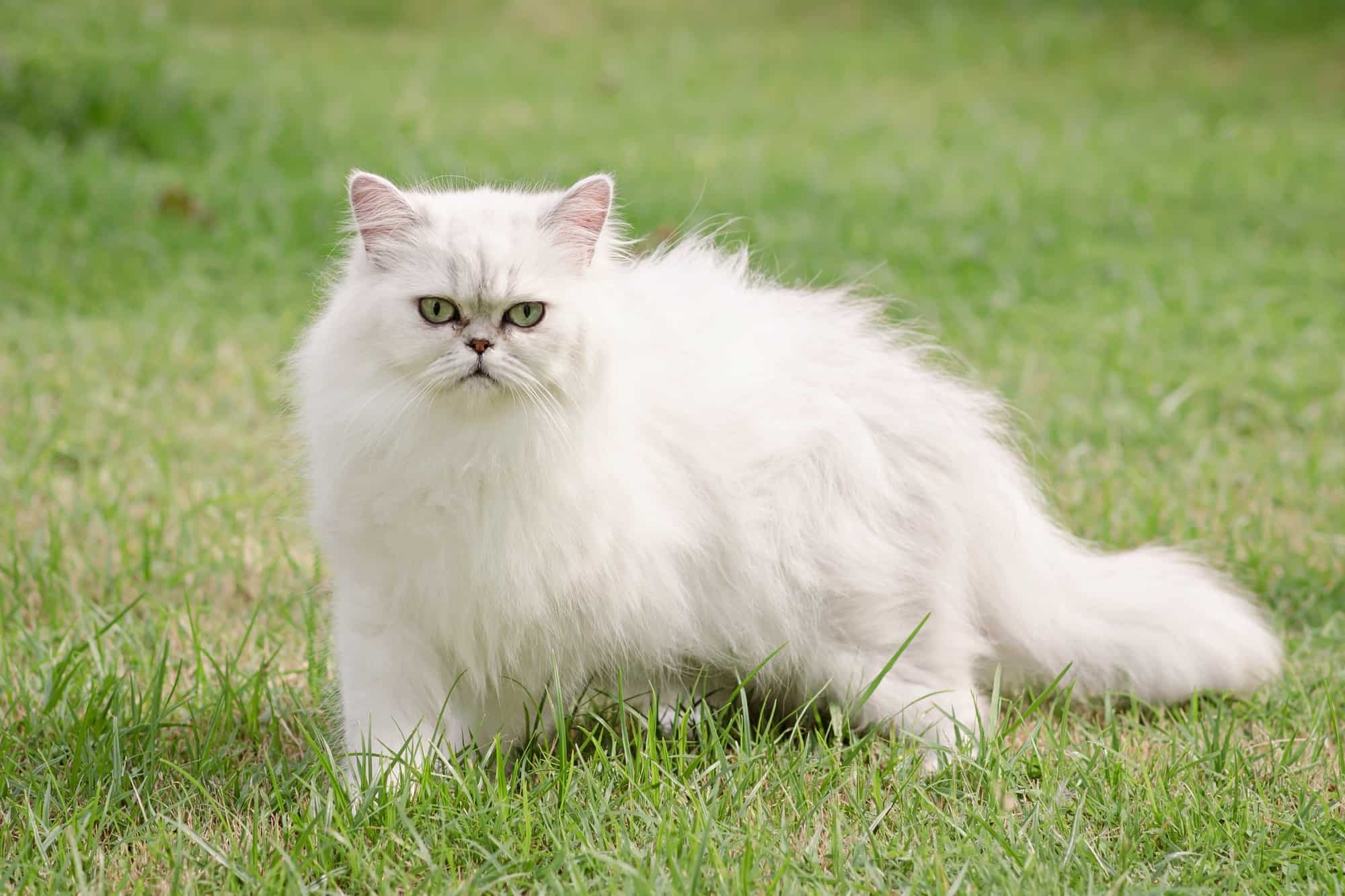 White Persian Cat: Info, Genetics, Traits & FAQs (With Pictures)