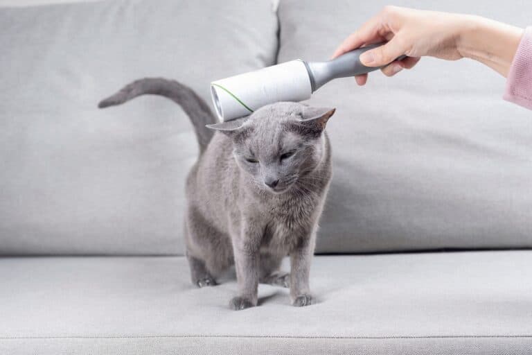 Are Russian Blue Cats Hypoallergenic? What You Need to Know