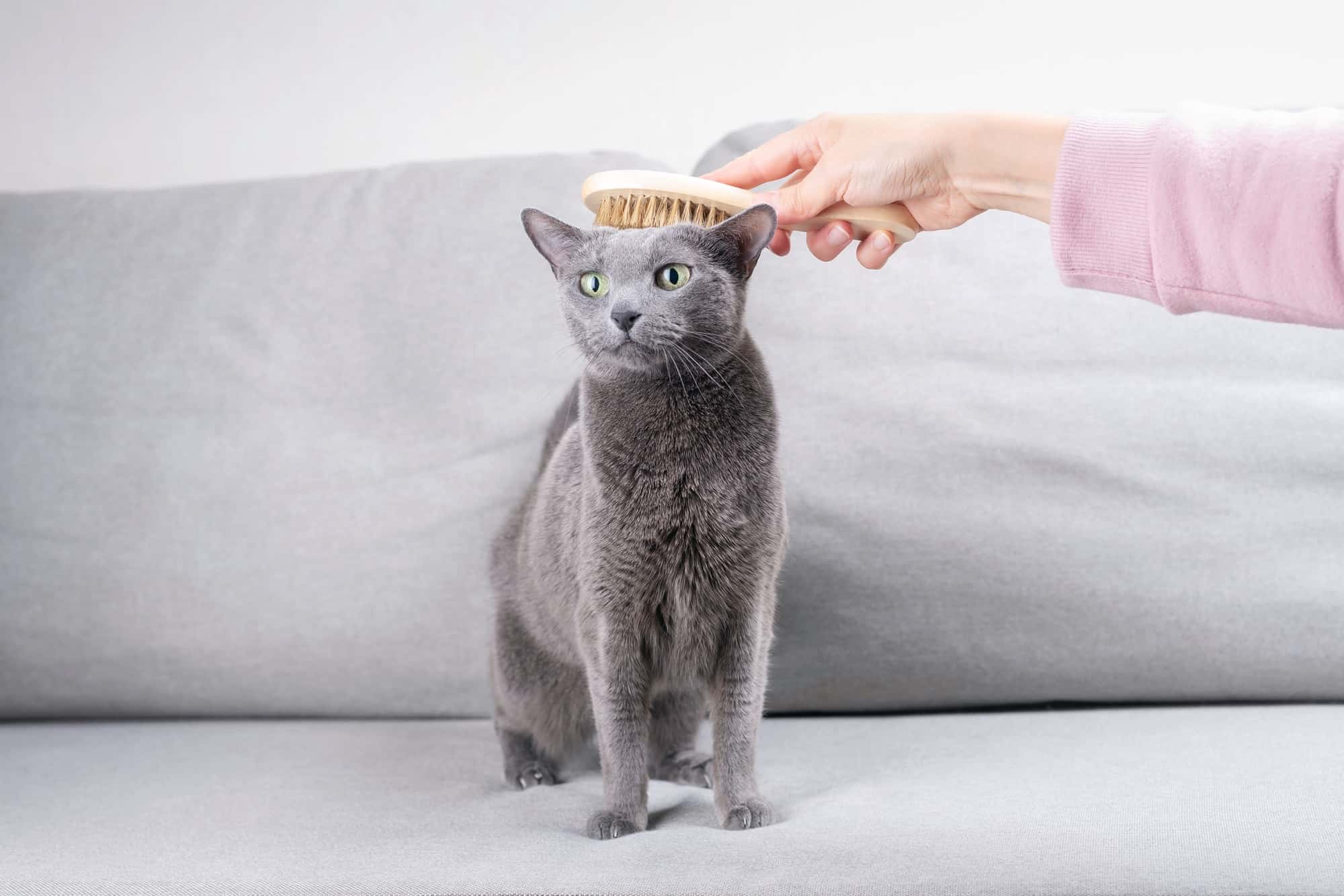Are Russian Blue Cats Hypoallergenic? What You Need to Know