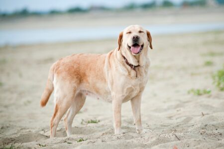 Yellow Lab: Facts, Appearance, History & FAQs (With Pictures)