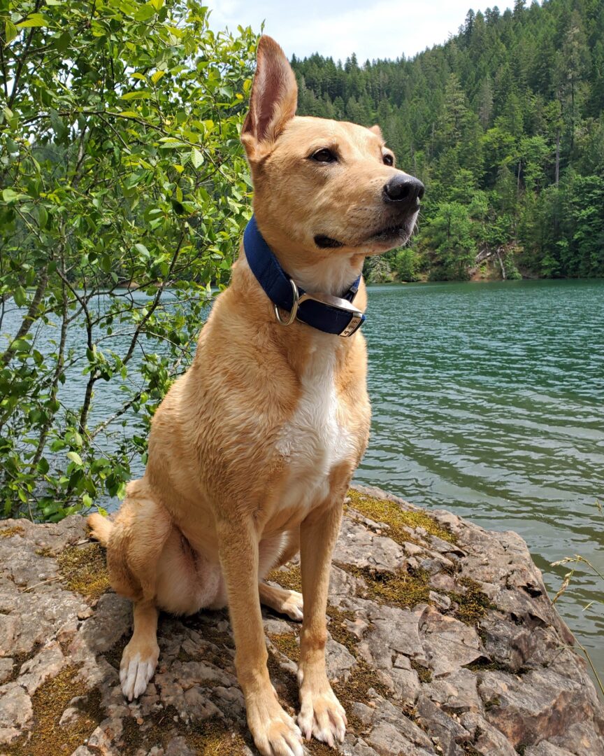 Labrabull or Bullador (Pitbull Lab Mix) Info, Pictures, Facts, FAQs & More