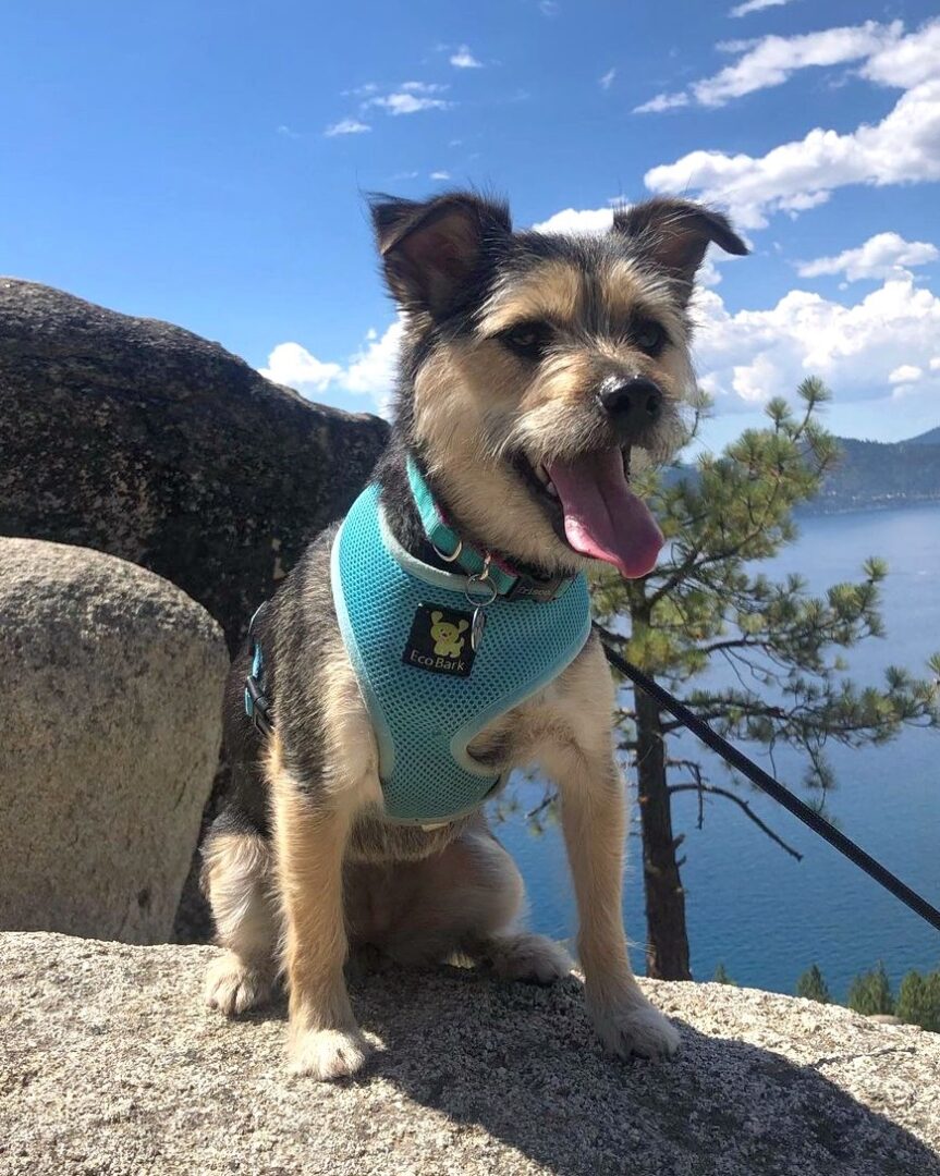 Yorksky (Yorkie & Husky Mix) Info, Pictures, Facts, FAQs & More