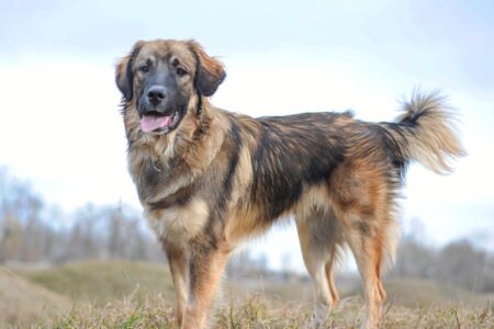 Border Collie Pyrenees (Border Collie & Great Pyrenees Mix) Info ...