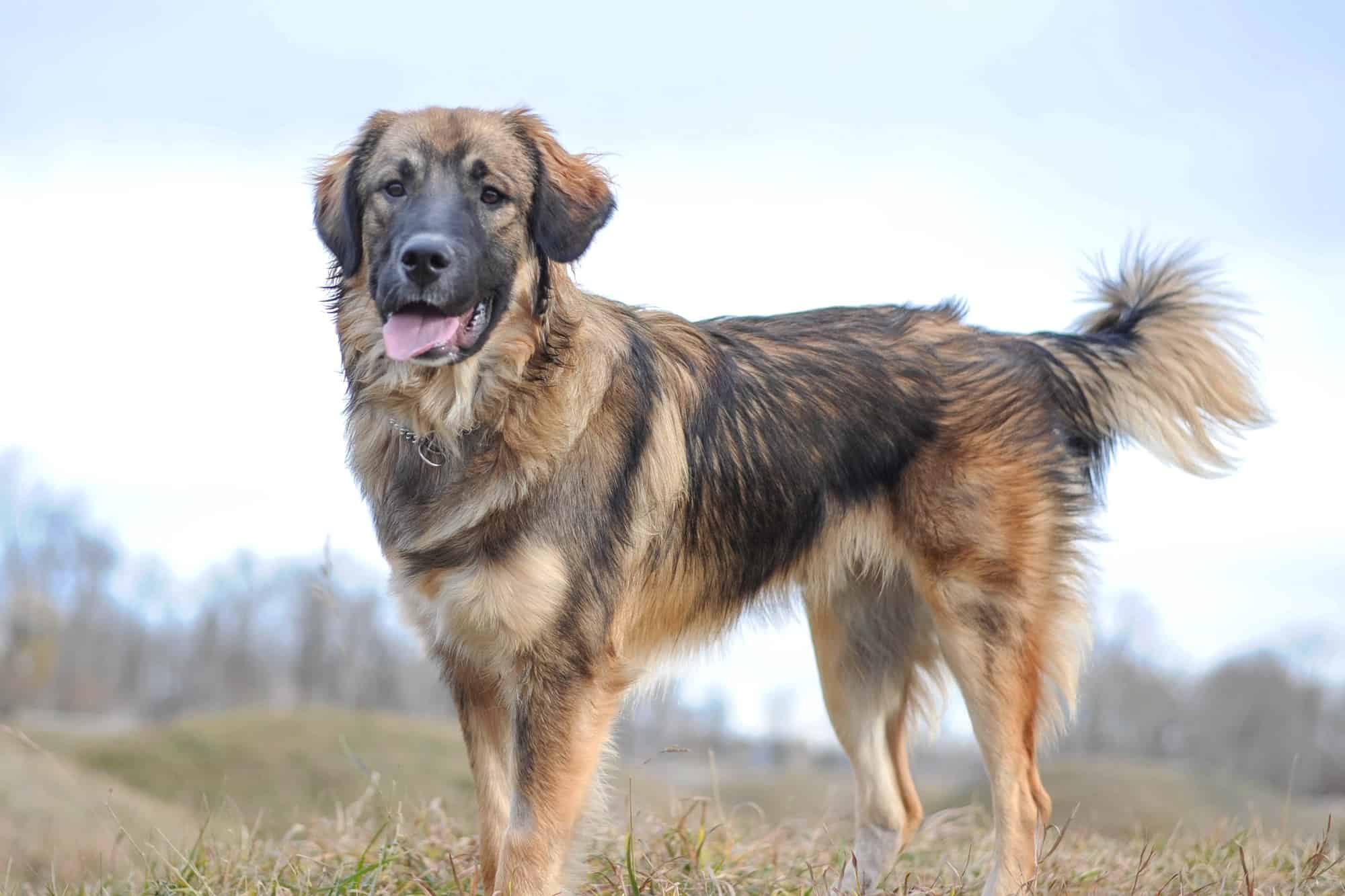 Border Collie Pyrenees (Border Collie & Great Pyrenees Mix) Info ...