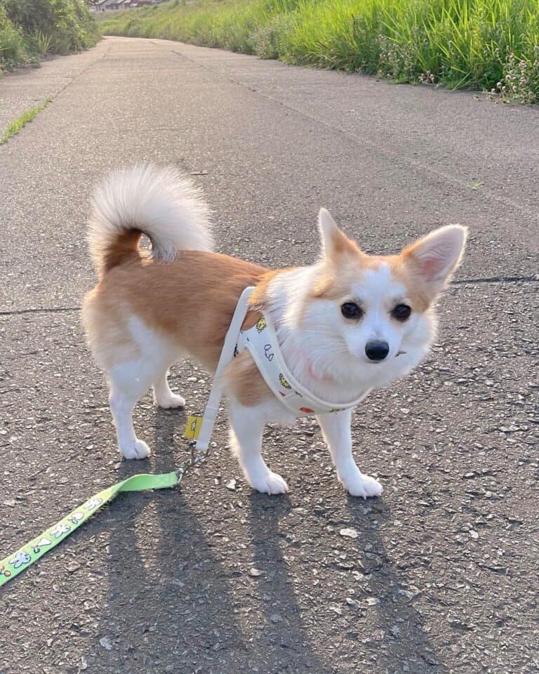 Corgi Pom (Corgi & Pomeranian Mix) Info, Pictures, Facts, FAQs & More