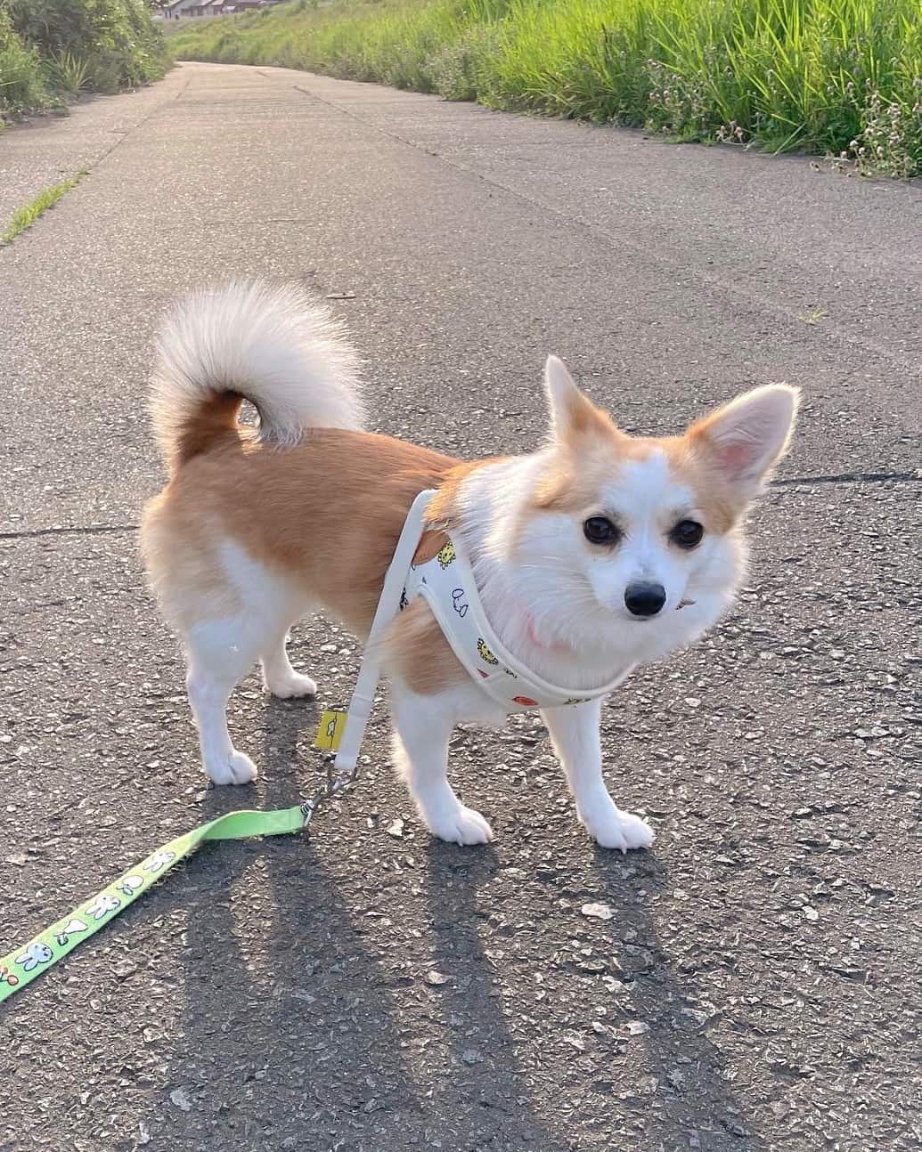Corgi Pom (Corgi & Pomeranian Mix) Info, Pictures, Facts, FAQs & More