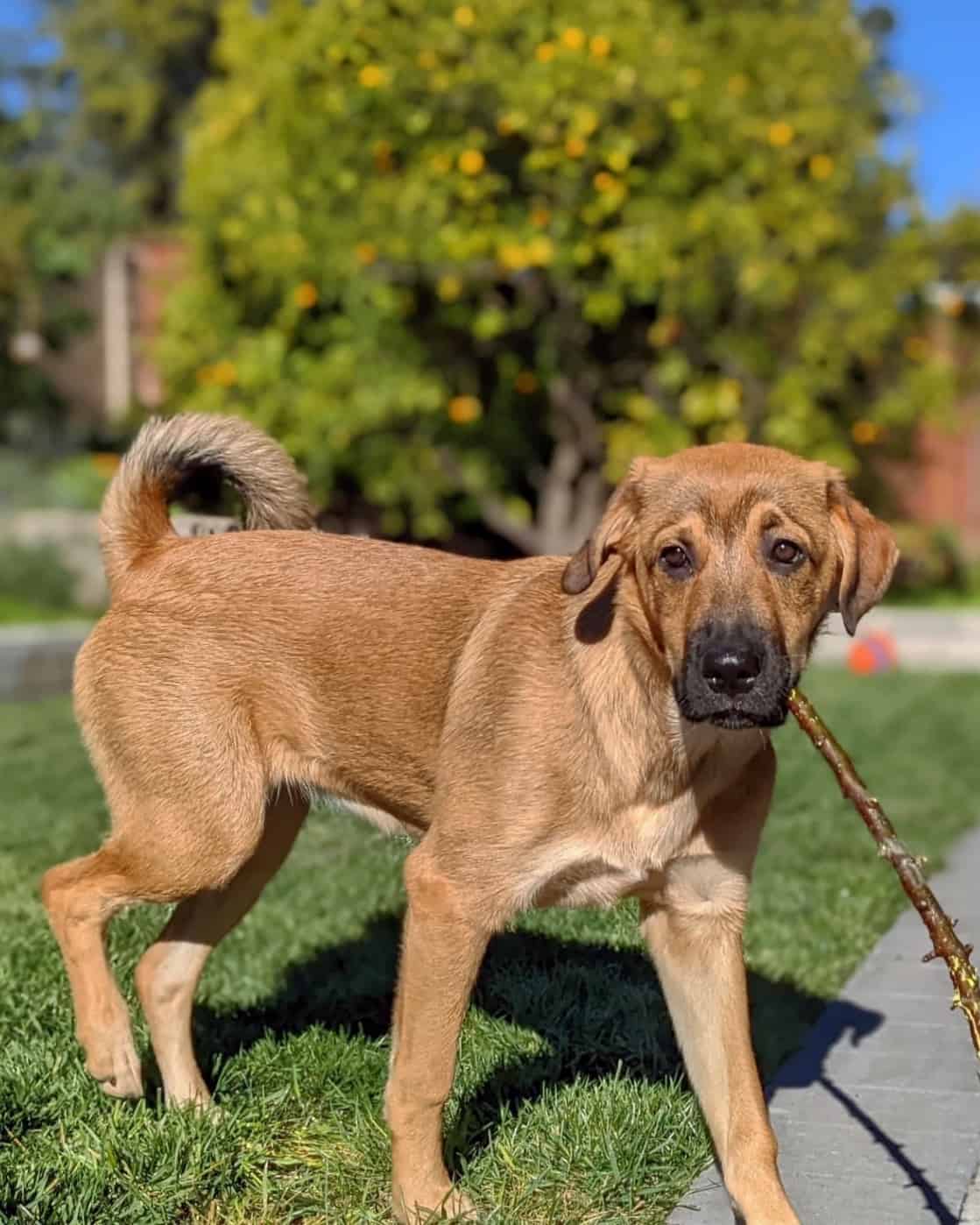 Great Weilernees (Great Pyrenees & Rottweiler Mix) Info, Pictures, FAQs ...