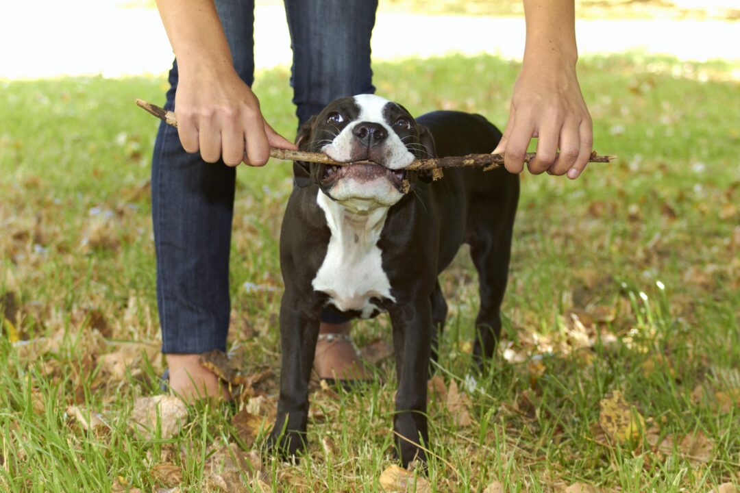 Do Pitbulls Have Lockjaw? Myths and Truth of Lockjaw in Pitbulls