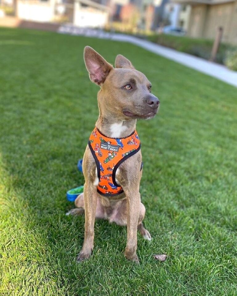 Chipit (Pitbull & Chihuahua Mix) Info, Pictures, Facts, FAQs & More