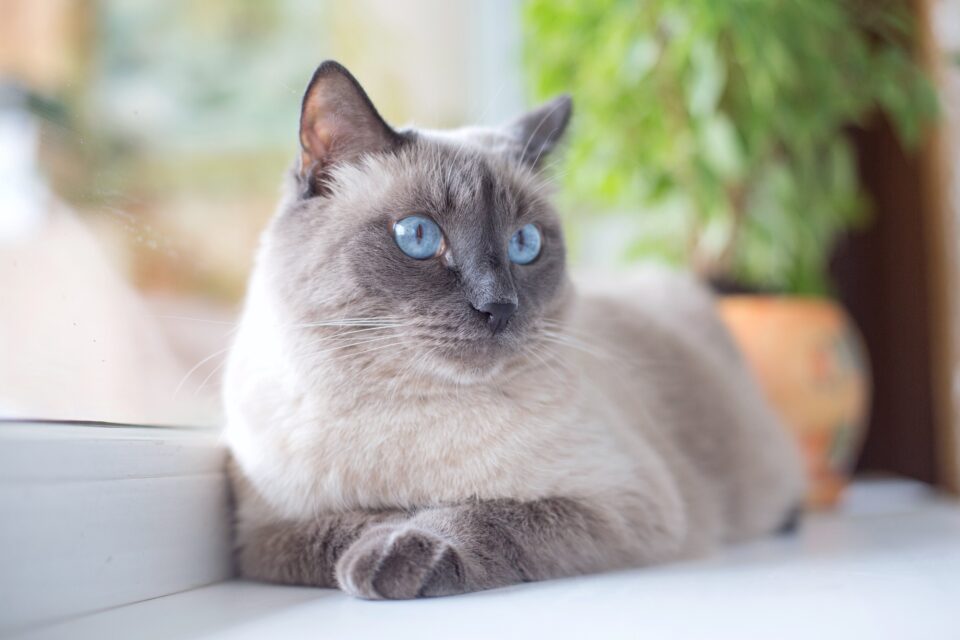 Blue Point Siamese Cat: Facts, Traits & More (With Pictures)