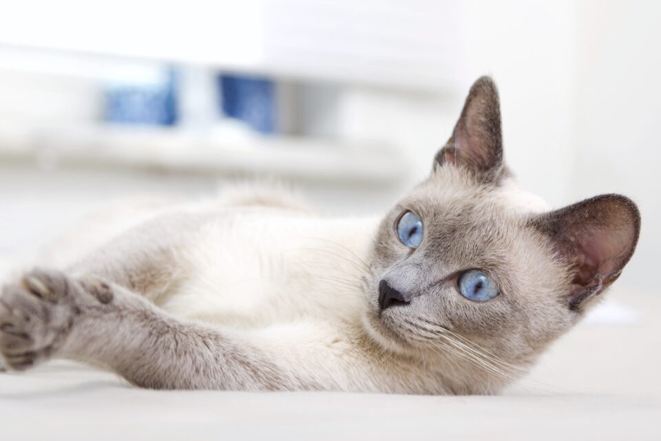 Blue Point Siamese Cat: Facts, Traits & More (With Pictures)