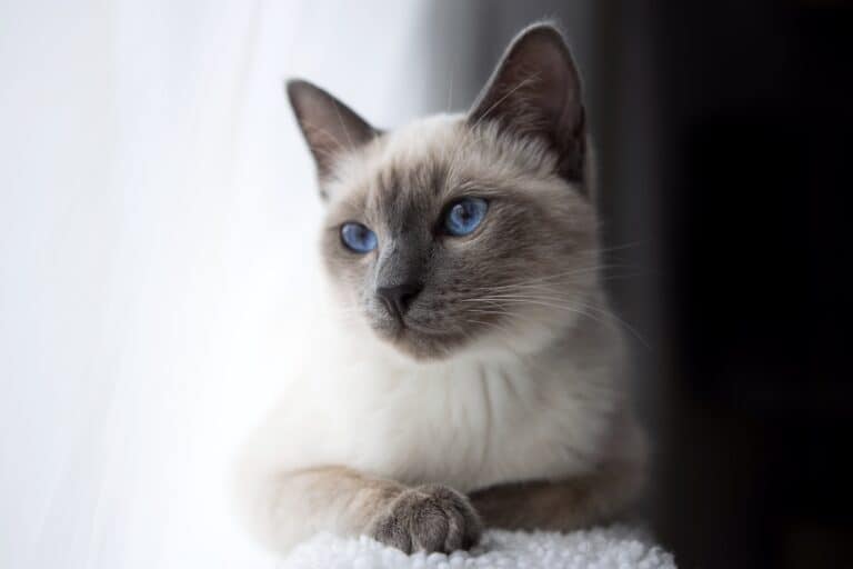 Blue Point Siamese Cat: Facts, Traits & More (With Pictures)