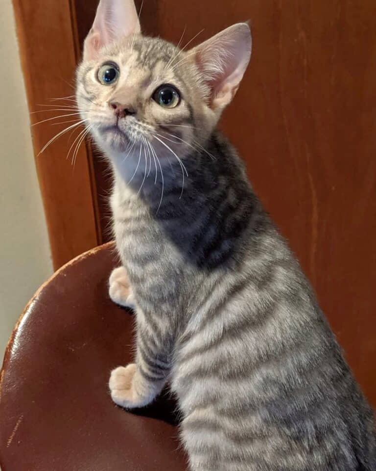 Blue Toyger Cat: Facts, Traits, Genetics & More (With Pictures)