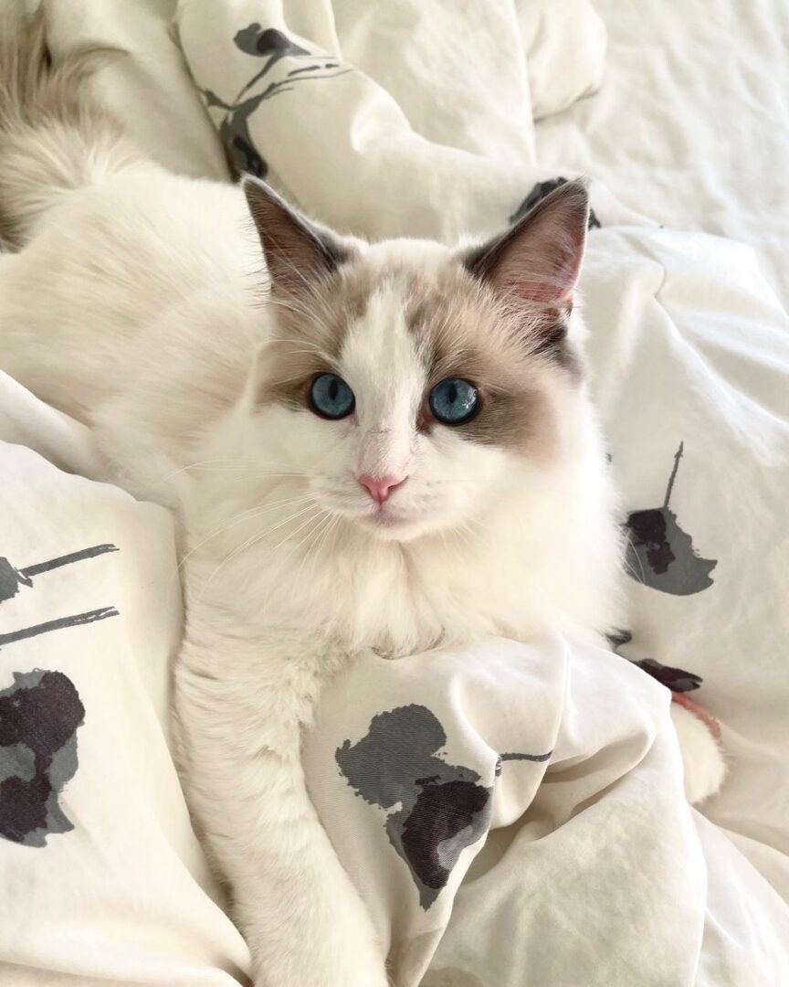 Blue Point Ragdoll Cat: Info, Facts, Traits & More (With Pictures)