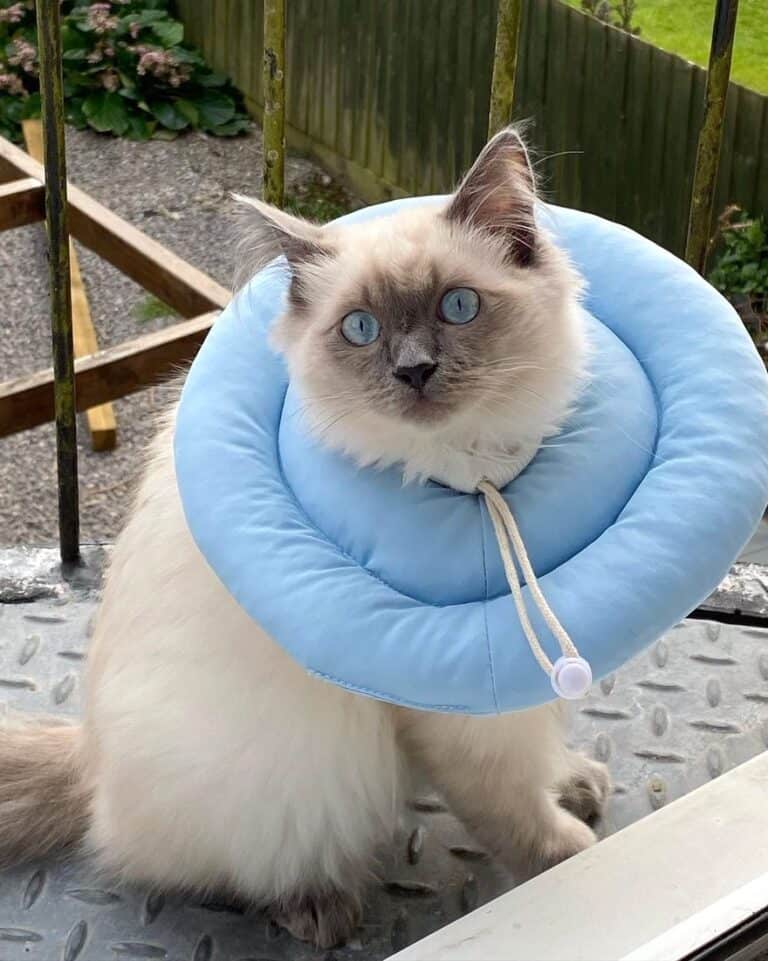 Blue Point Ragdoll Cat: Info, Facts, Traits & More (With Pictures)