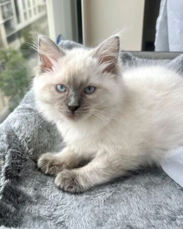 Blue Point Ragdoll Cat: Info, Facts, Traits & More (With Pictures)
