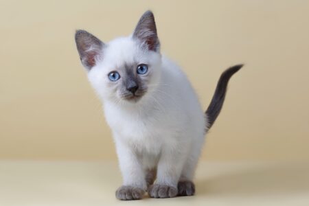 Blue Point Siamese Cat: Facts, Traits & More (With Pictures)