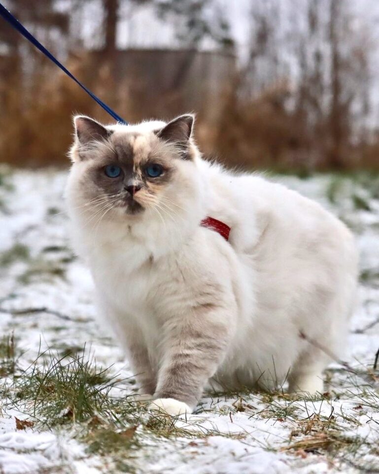 Blue Point Ragdoll Cat: Info, Facts, Traits & More (With Pictures)