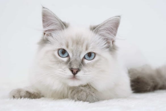 Blue Point Ragdoll Cat: Info, Facts, Traits & More (With Pictures)
