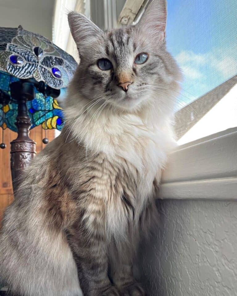 Lynx Point Ragdoll Cat: Info, Facts, Traits & More (With Pictures)