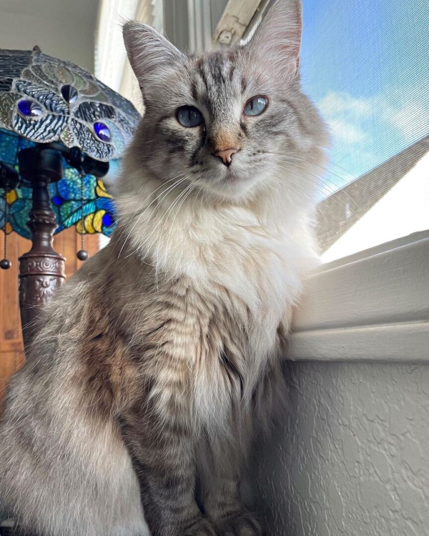 Lynx Point Ragdoll Cat: Info, Facts, Traits & More (With Pictures)