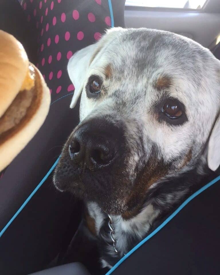 White Rottweiler: Facts, Traits, Genetics & More (With Pictures)