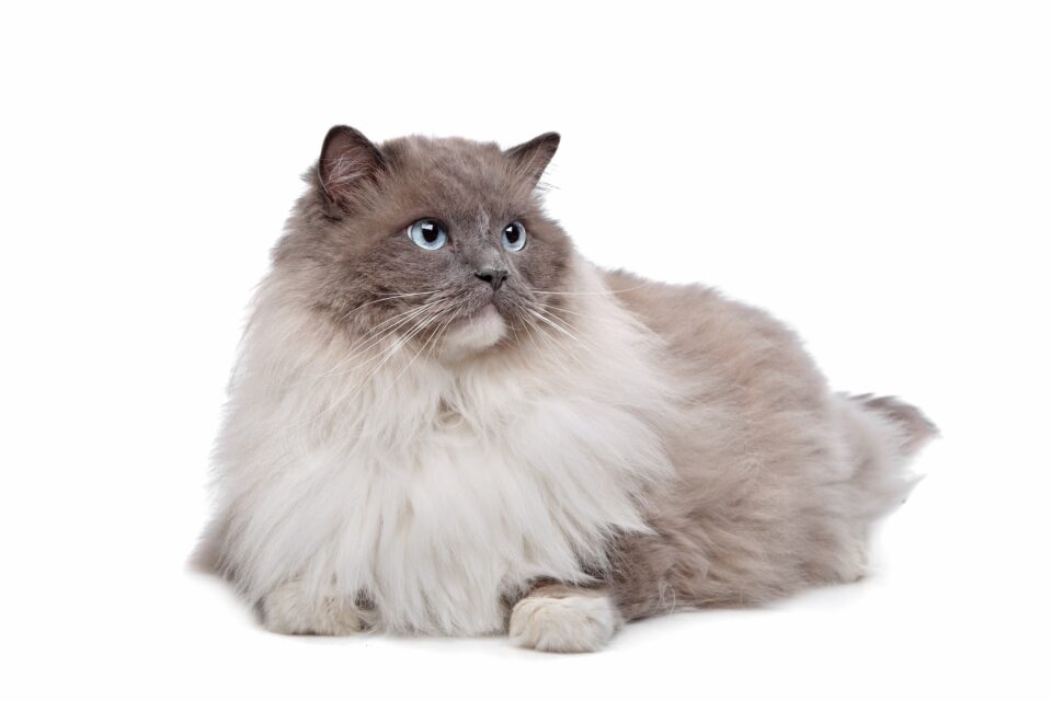 Grey Ragdoll Cat: Facts, Traits, Genetics & More (With Pictures)