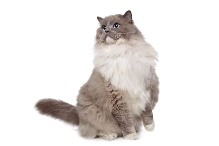Grey Ragdoll Cat: Facts, Traits, Genetics & More (With Pictures)
