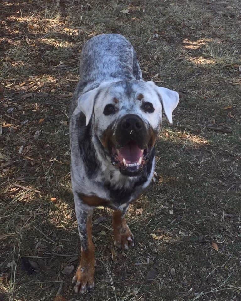 White Rottweiler: Facts, Traits, Genetics & More (With Pictures)