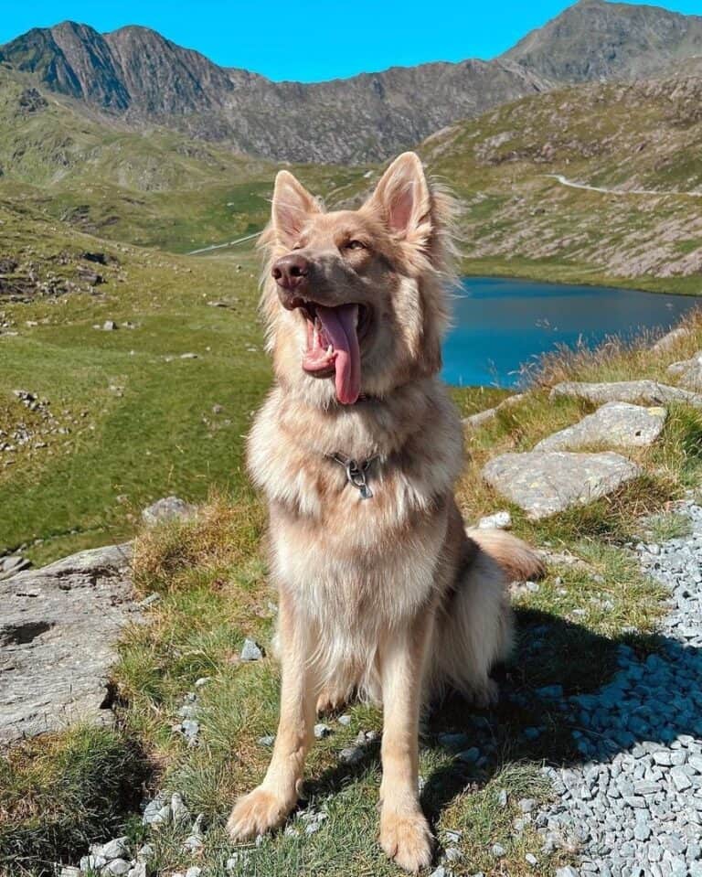 Isabella German Shepherd: Facts, Traits & More (With Pictures)